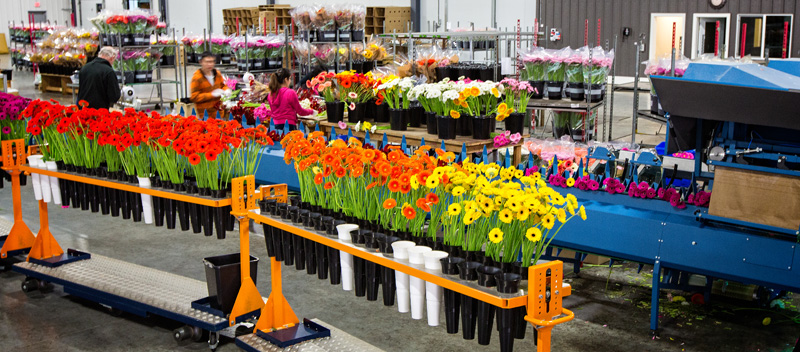 Shipping Methods for Gerbera Flowers | Hollandia