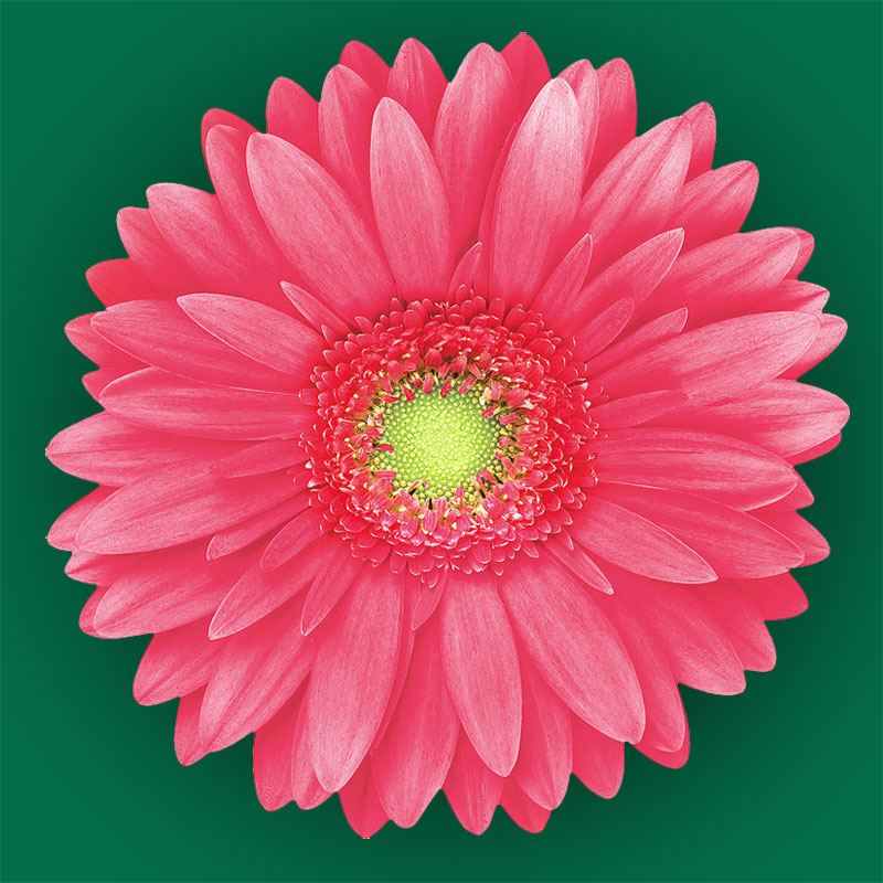 Standard Gerberas Archives - Hollandia