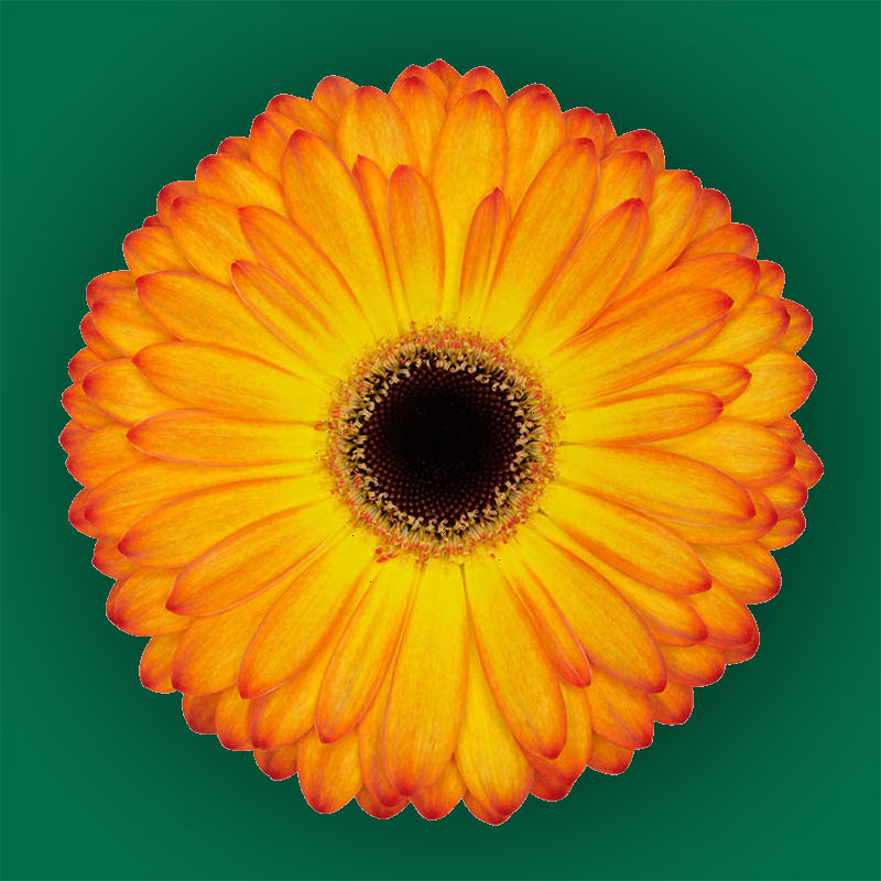Standard Gerberas Archives - Hollandia