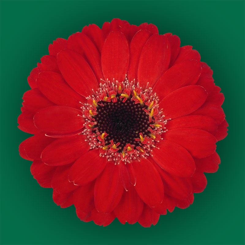 Gerbera-Flower Photos | Hollandia