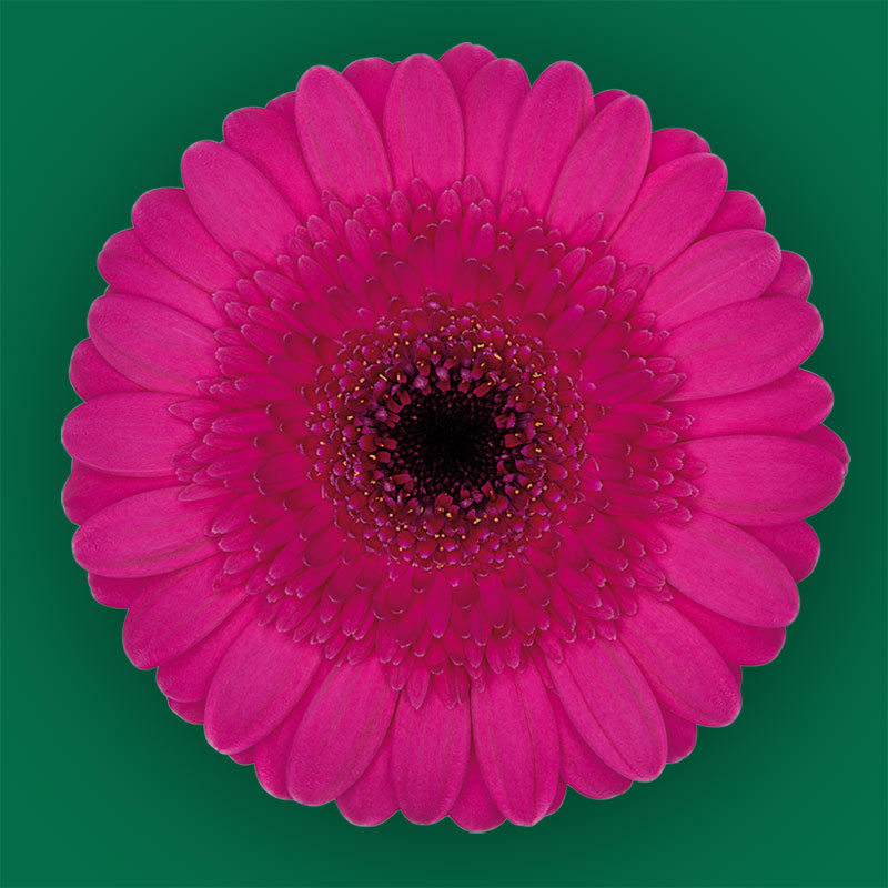 Mini Gerberas Archives - Hollandia