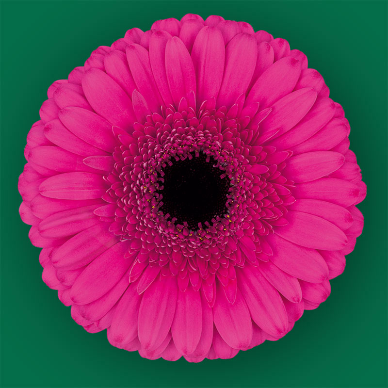 Standard Gerberas Archives - Hollandia