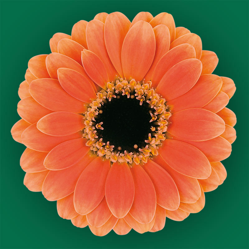 Piccolini Gerberas Archives - Hollandia