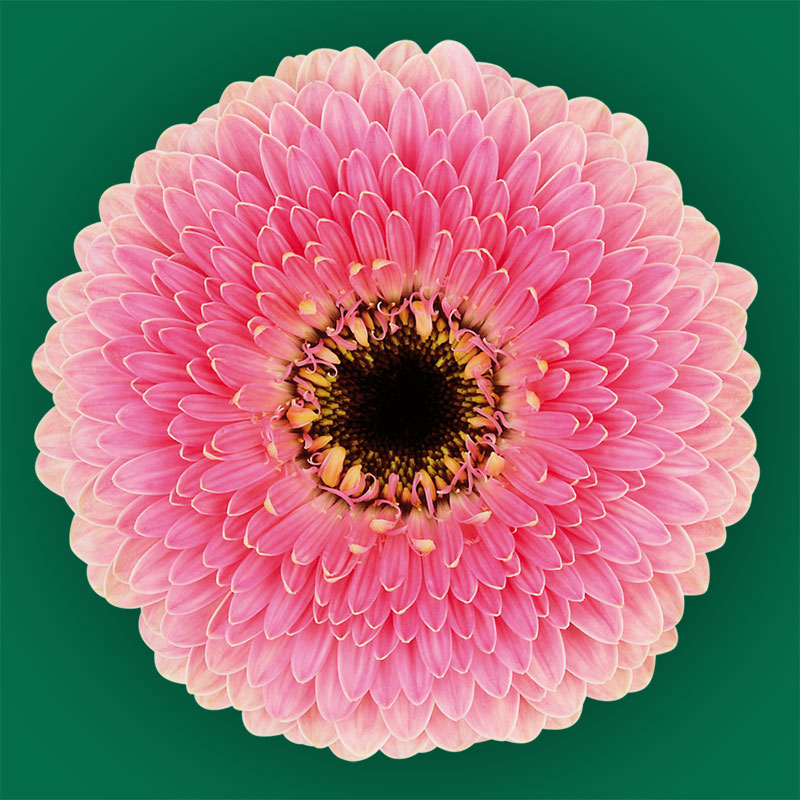 Pomponi Gerberas Archives - Hollandia