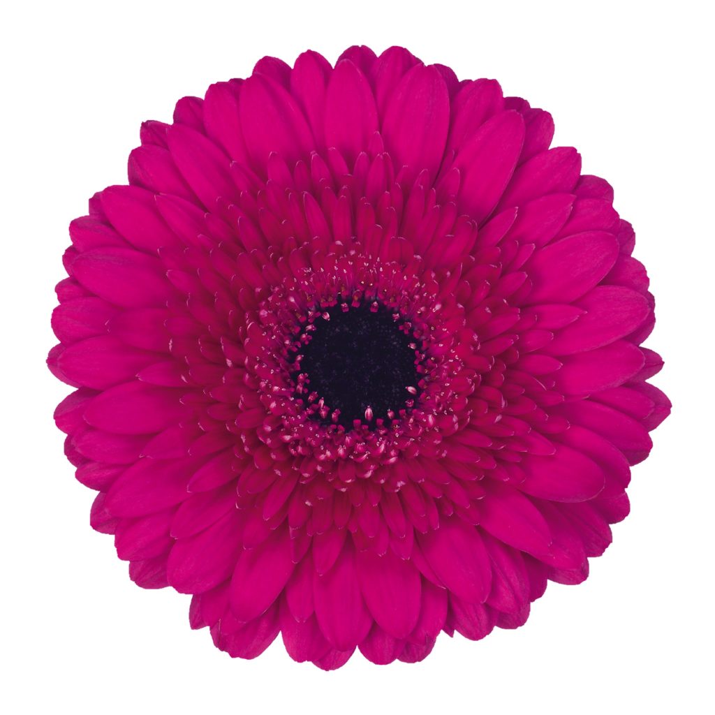 Standard Gerberas Archives - Hollandia