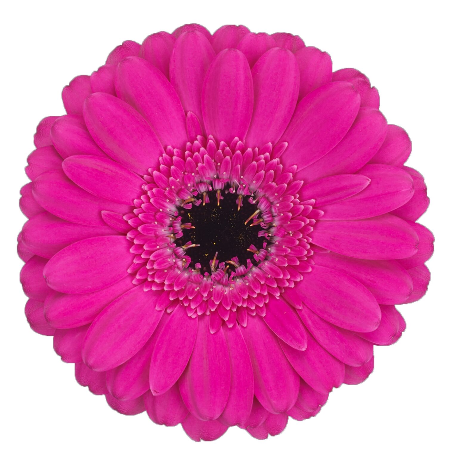 Mini Gerberas Archives - Hollandia