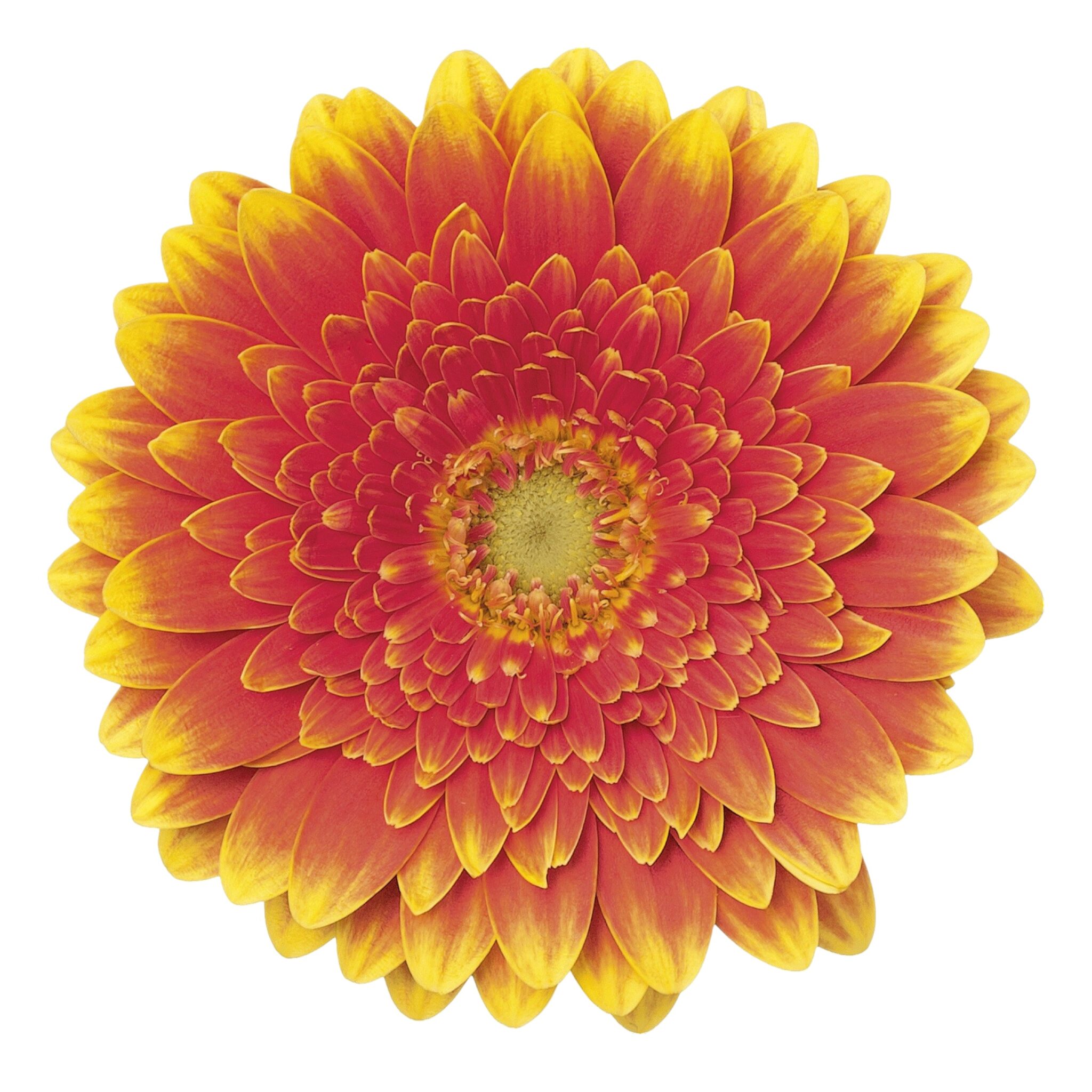 Mini Gerberas Archives - Hollandia