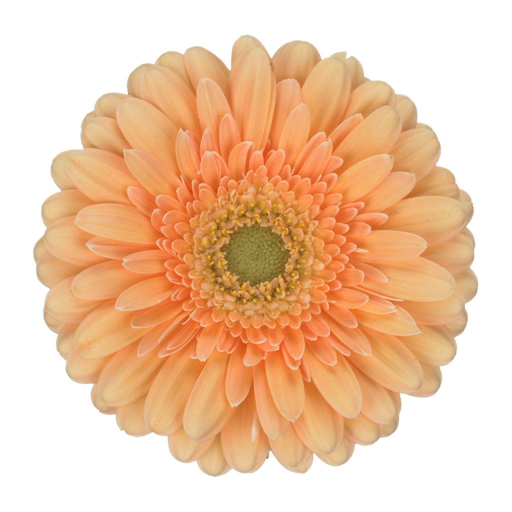 Mini Gerberas Archives - Hollandia