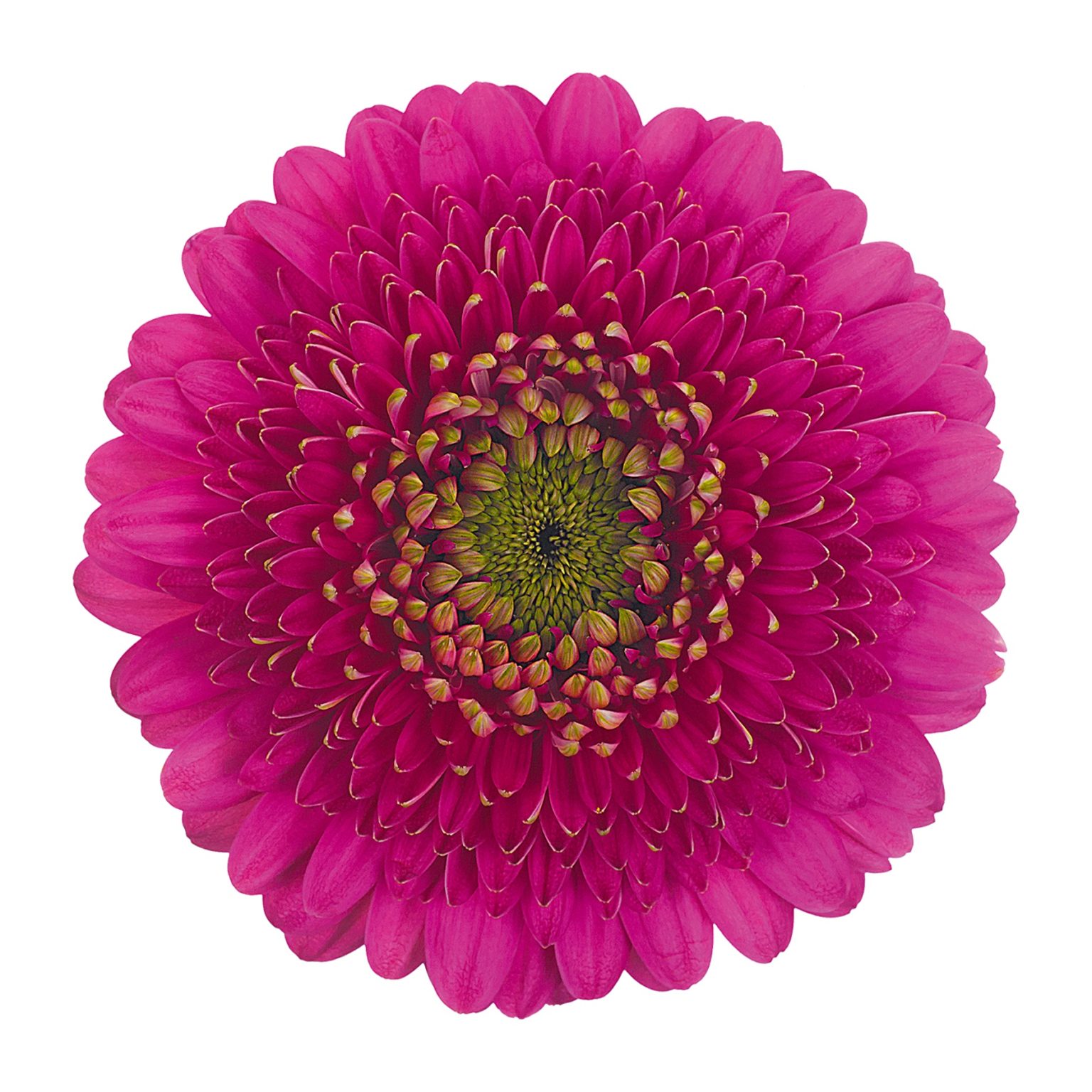 Pomponi Gerberas Archives - Hollandia