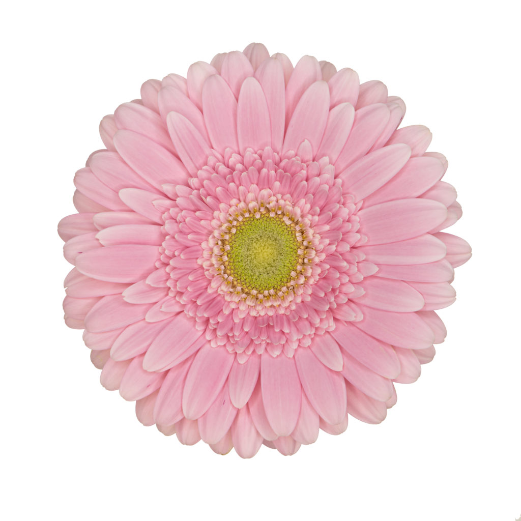 Standard Gerberas Archives - Hollandia