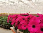 Gerbera Flowers - Hollandia
