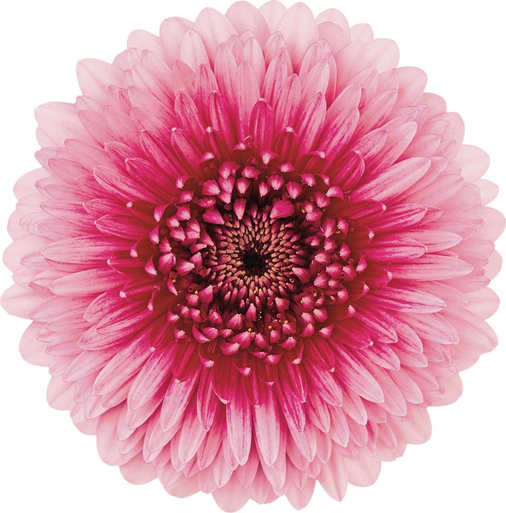 Pomponi Gerberas Archives - Hollandia