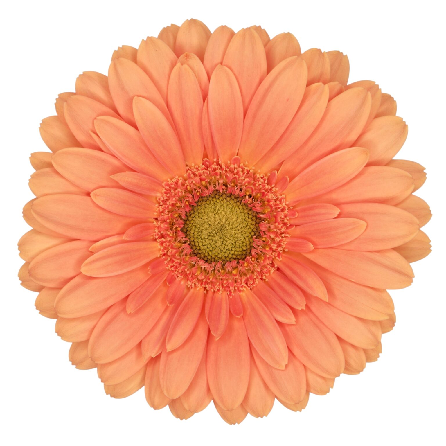 Mini Gerberas Archives - Hollandia