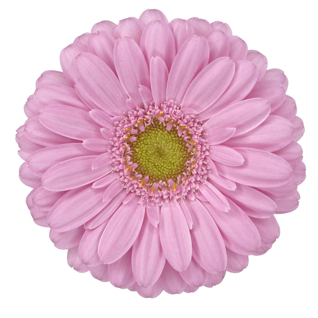 Mini Gerberas Archives - Hollandia