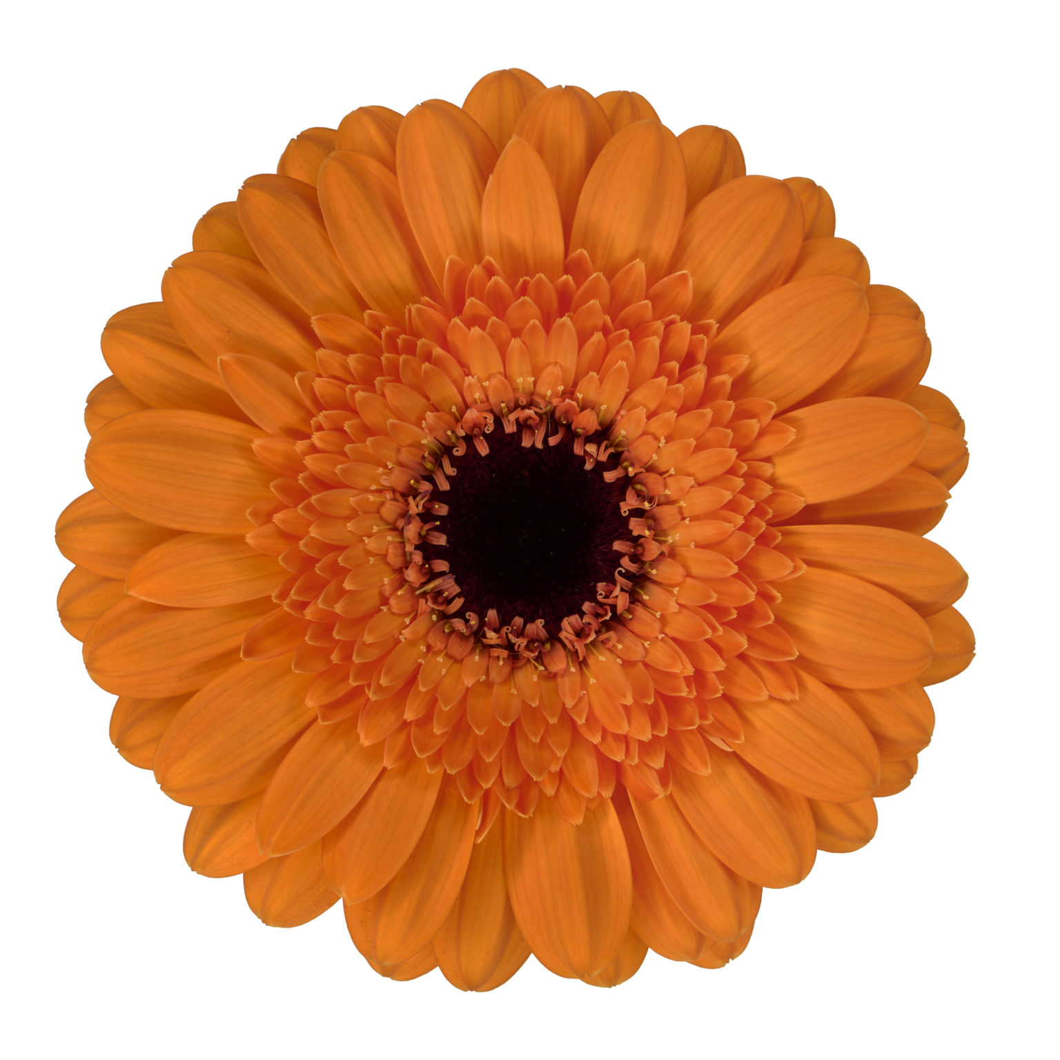 Mini Gerberas Archives - Hollandia