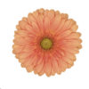 Mini Gerberas Archives - Hollandia