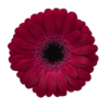 Mini Gerberas Archives - Hollandia