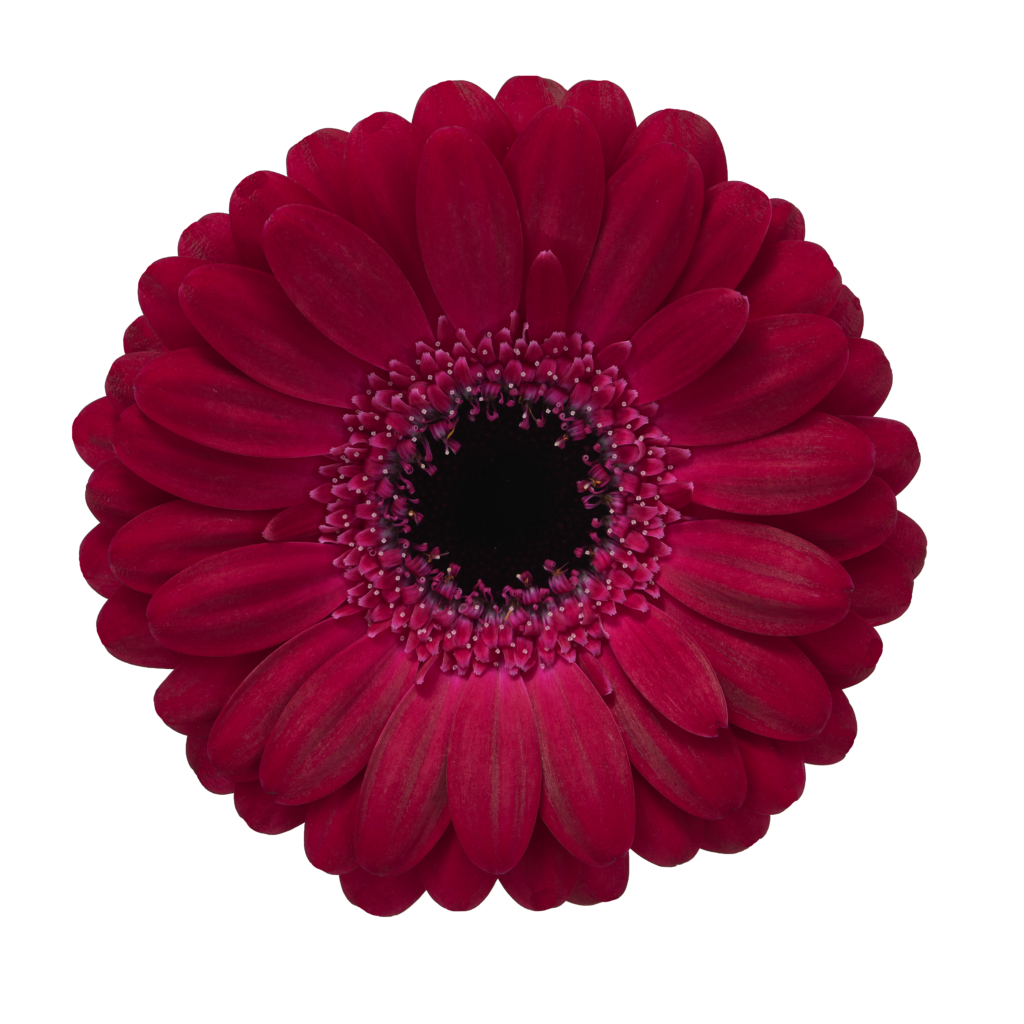 Mini Gerberas Archives - Hollandia