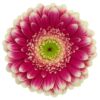 Mini Gerberas Archives - Hollandia