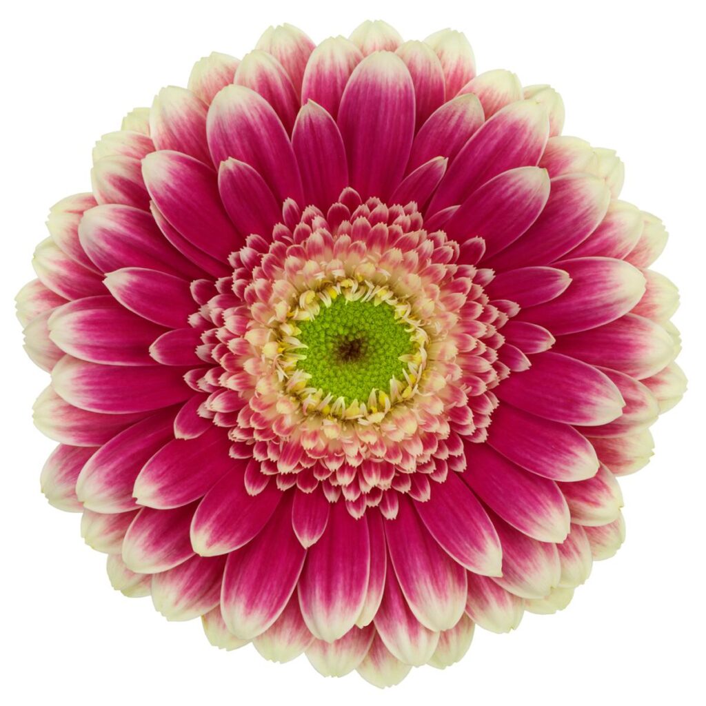 Mini Gerberas Archives - Hollandia