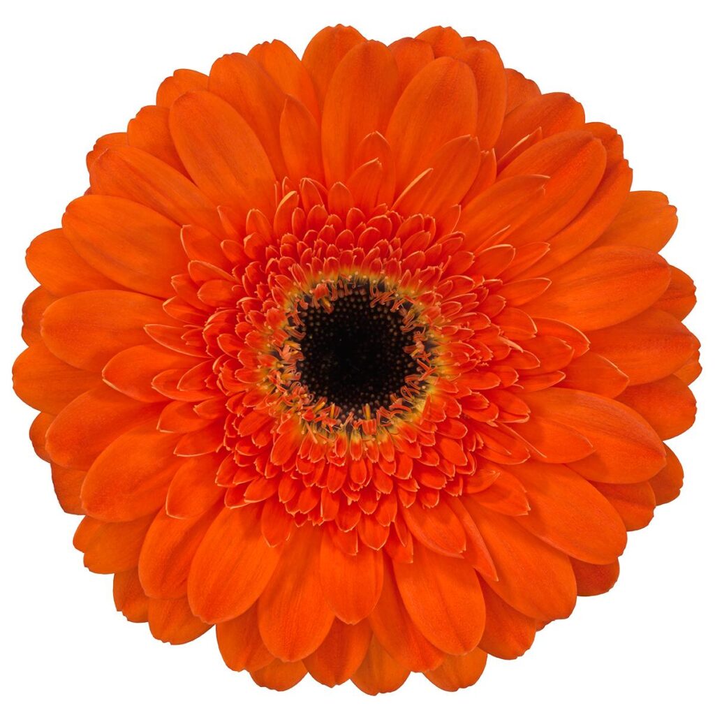 Standard Gerberas Archives - Hollandia