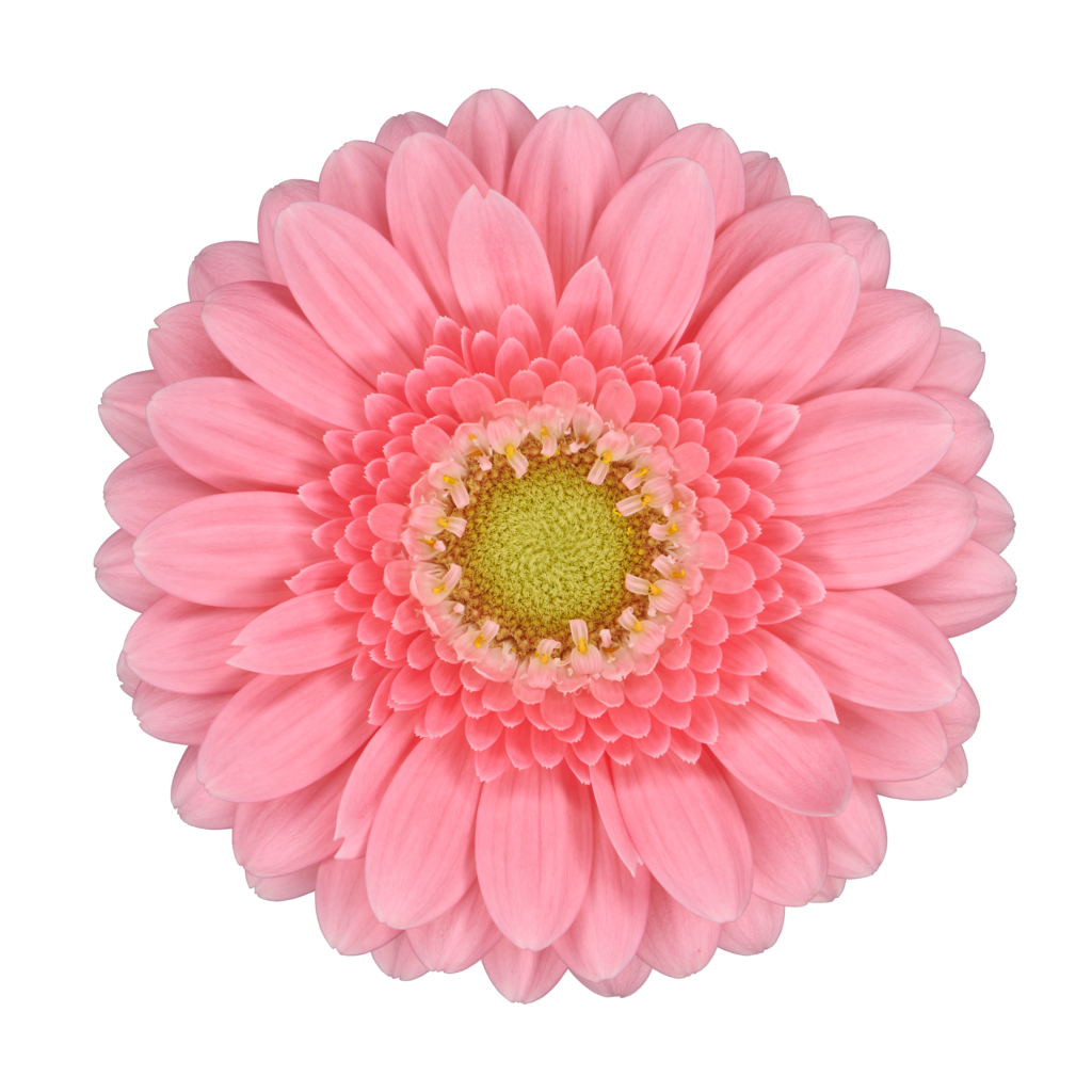 Mini Gerberas Archives - Hollandia
