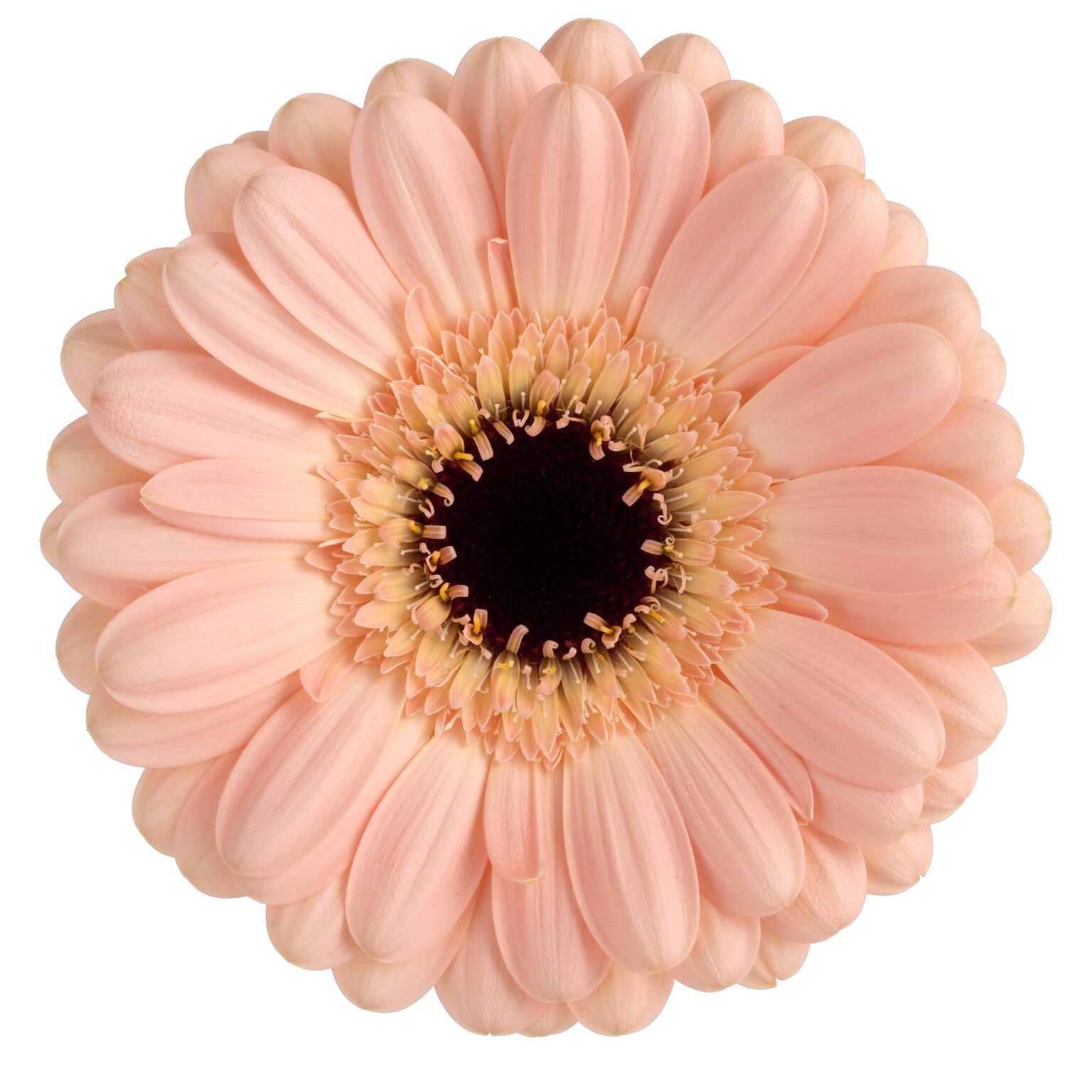 Mini Gerberas Archives - Hollandia