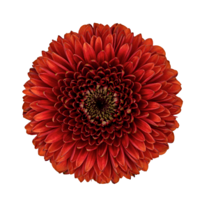 Pomponi Gerberas Archives - Hollandia