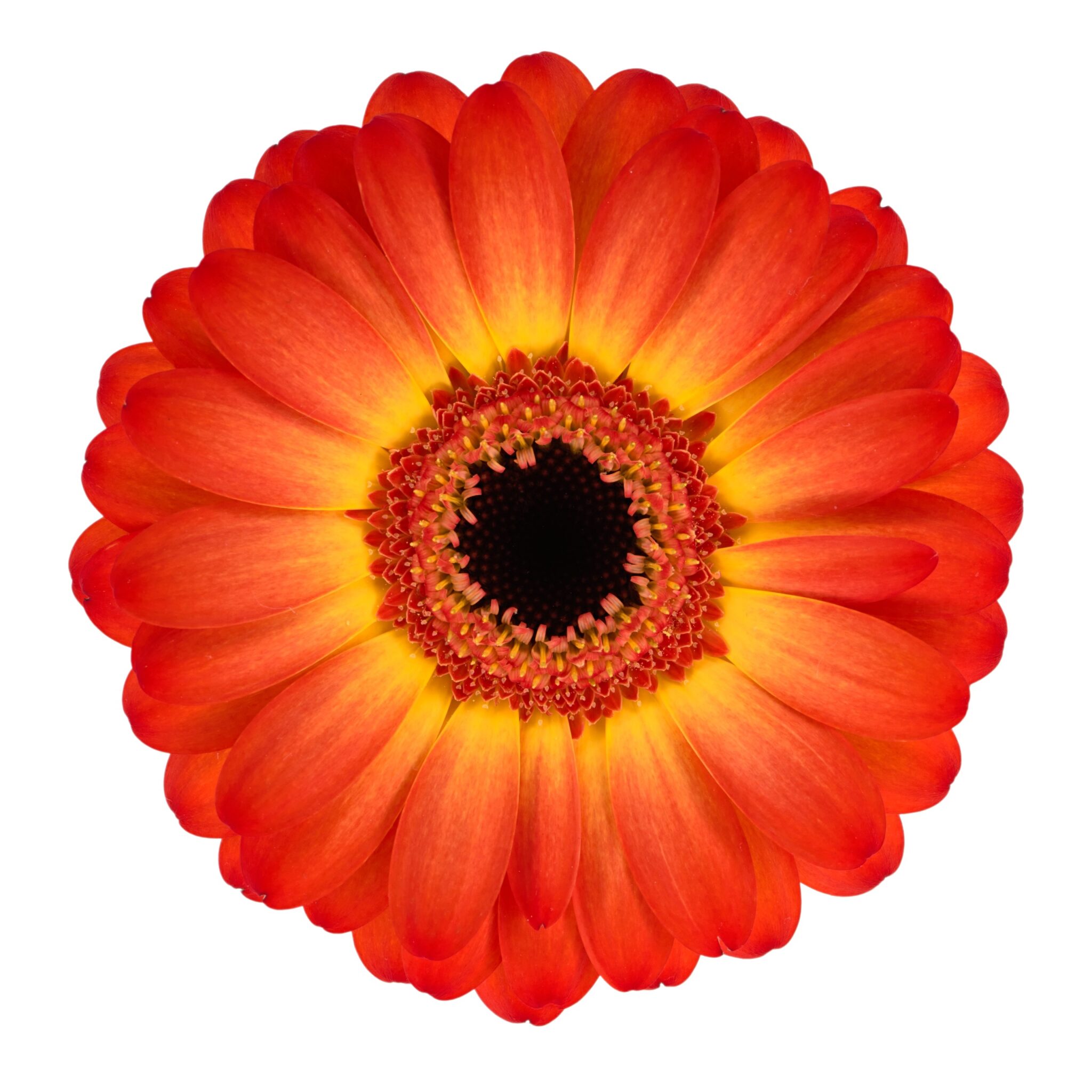 Mini Gerberas Archives - Hollandia